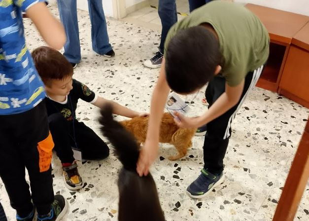Gatti, Gattini, Gattoni - Centro territoriale volontariato Vercelli ...